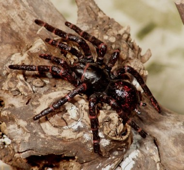 atrax-robustus - Drôles de mums